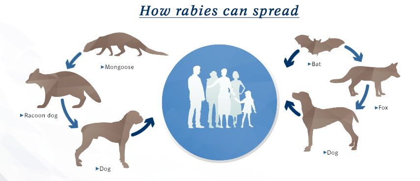 Rabies in Animals: Causes, Common Signs, and Prevention - Refit Animal Care