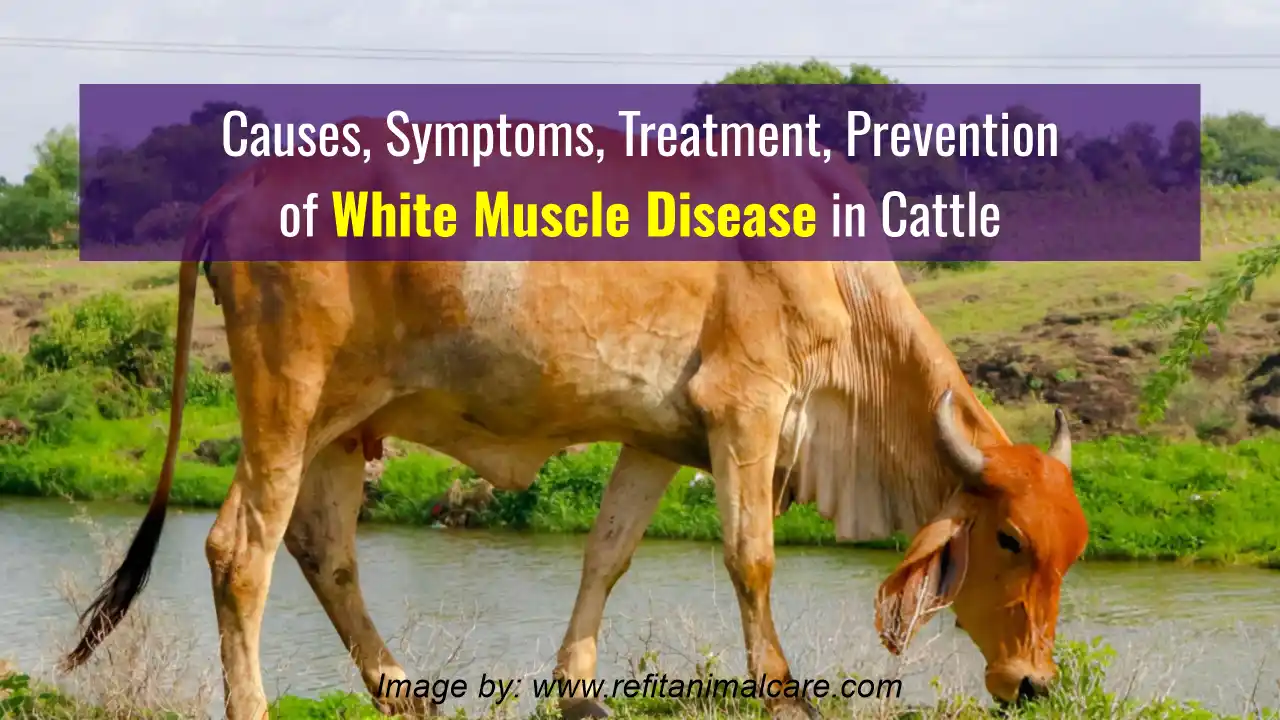 Causes Symptoms Treatment Of White Muscle Disease In Cattle